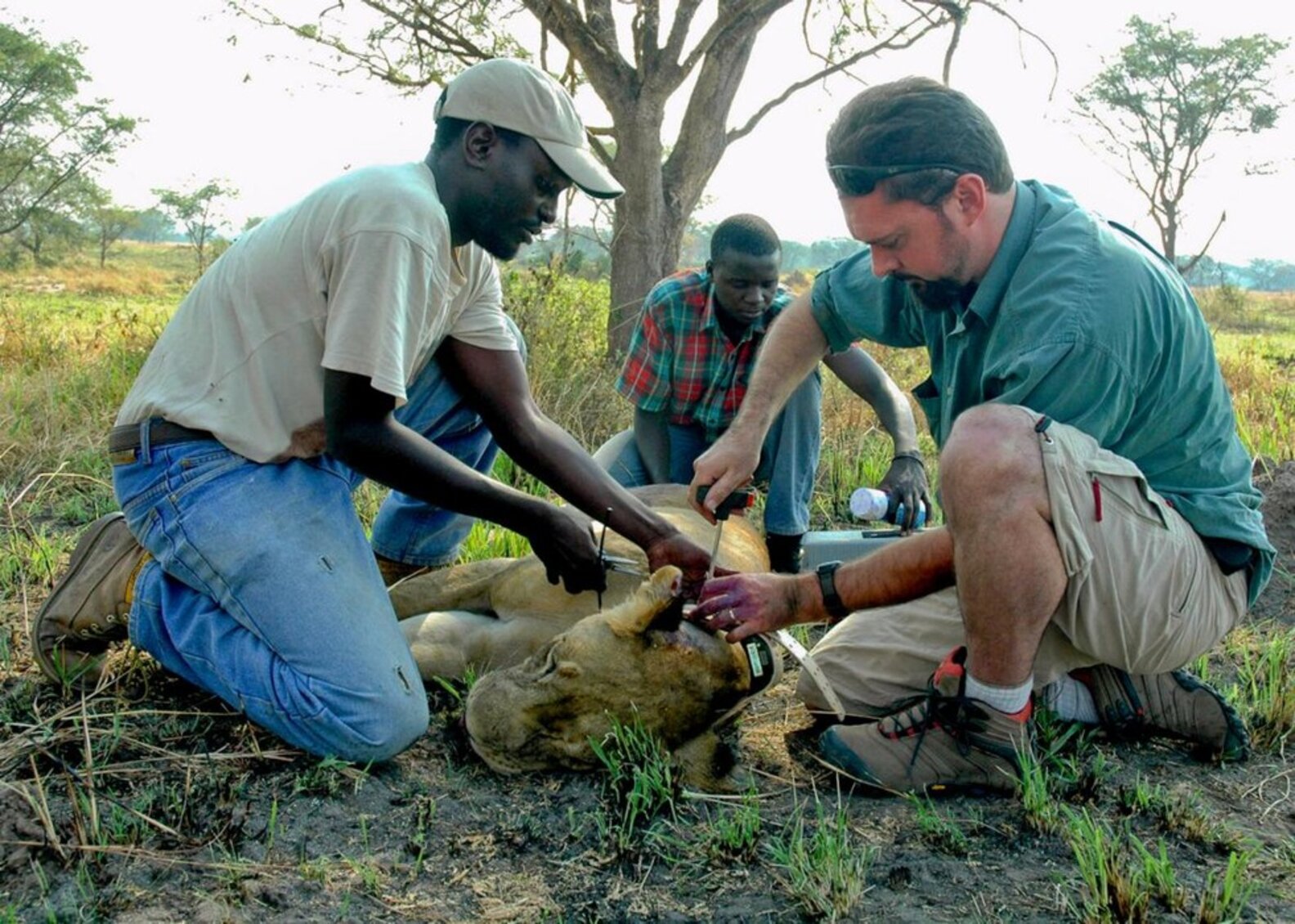 How to Save the Lions - The Dodo