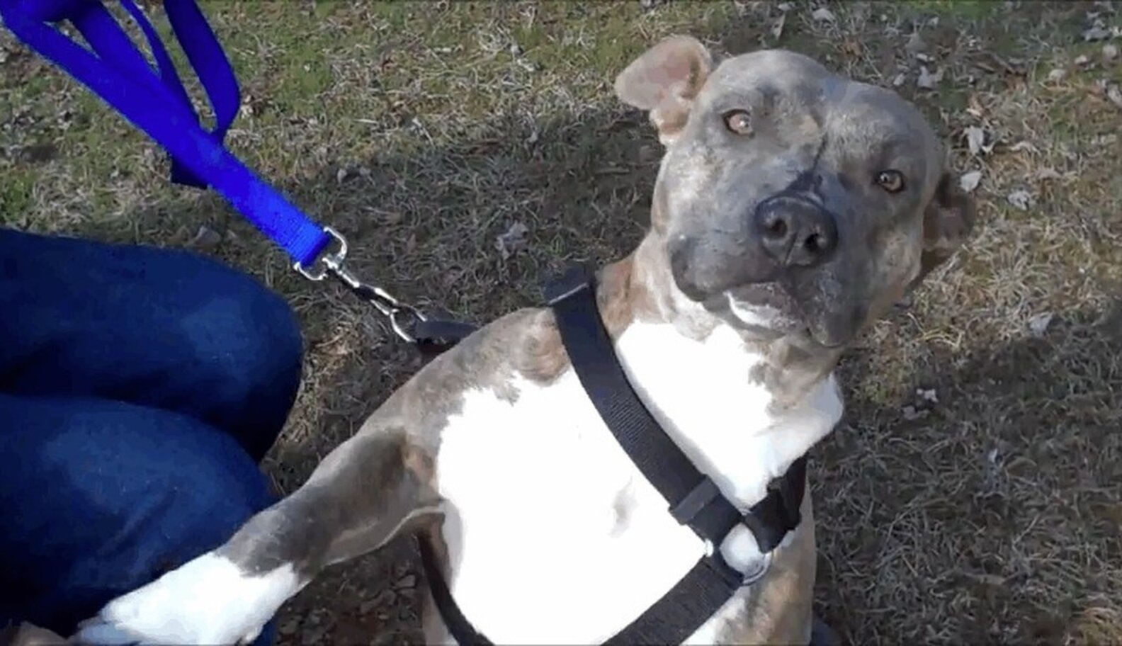 Once-Paralyzed Pit Bull Can Walk Again, Thanks To Prosthetic Boot - The ...