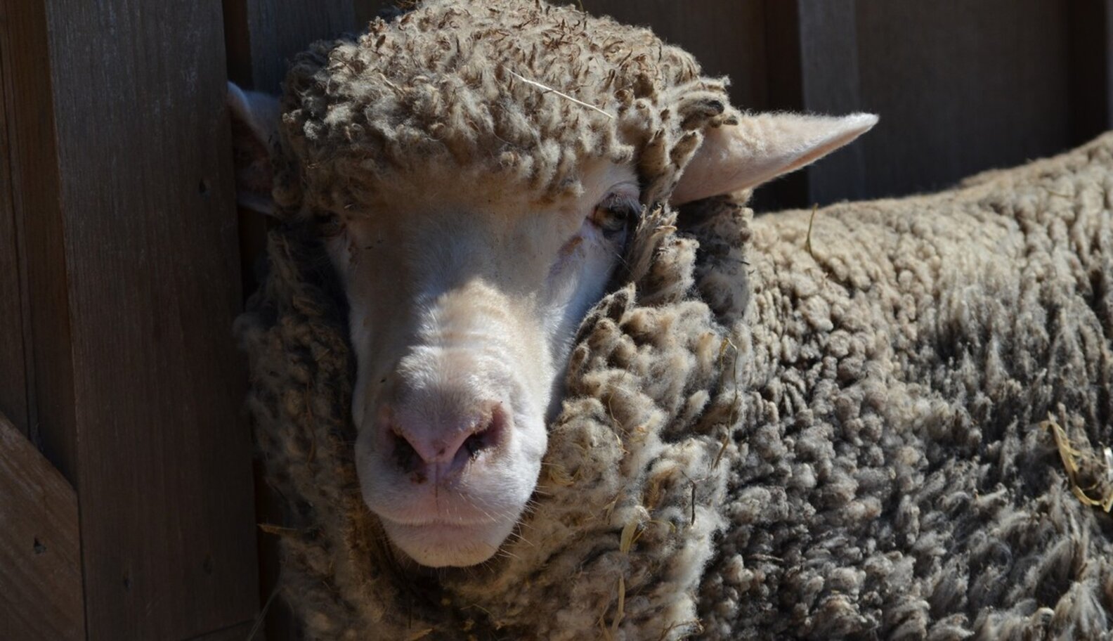 Sheep Who Was Dumped For Being Too Old Helps Other Animals Now - The Dodo