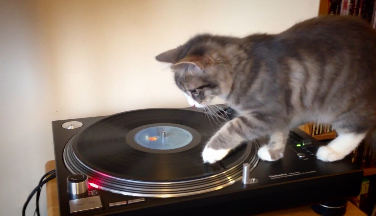 Cat Record Player - The Dodo