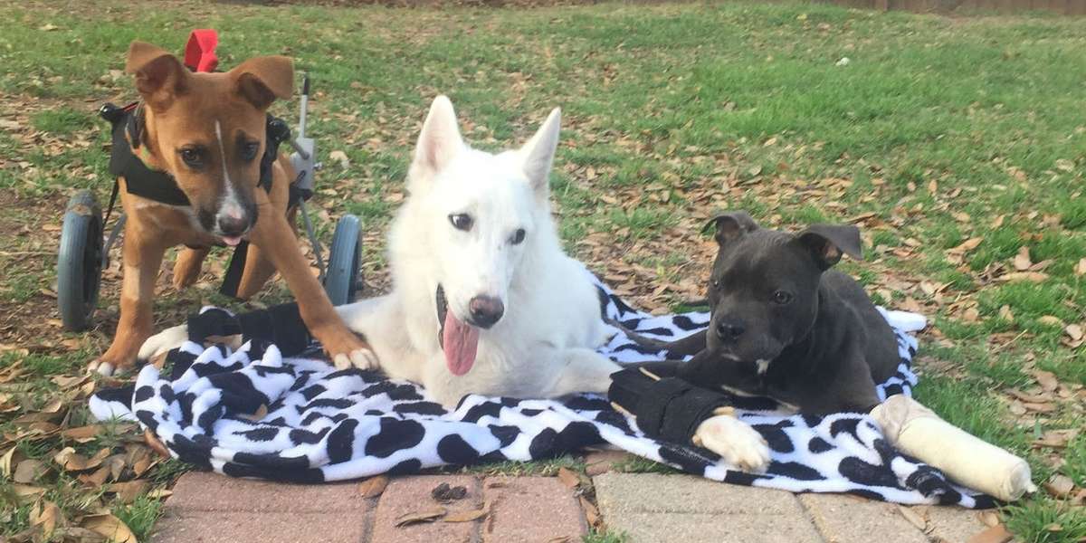 Disabled Dogs Learn To Walk From Each Other - The Dodo