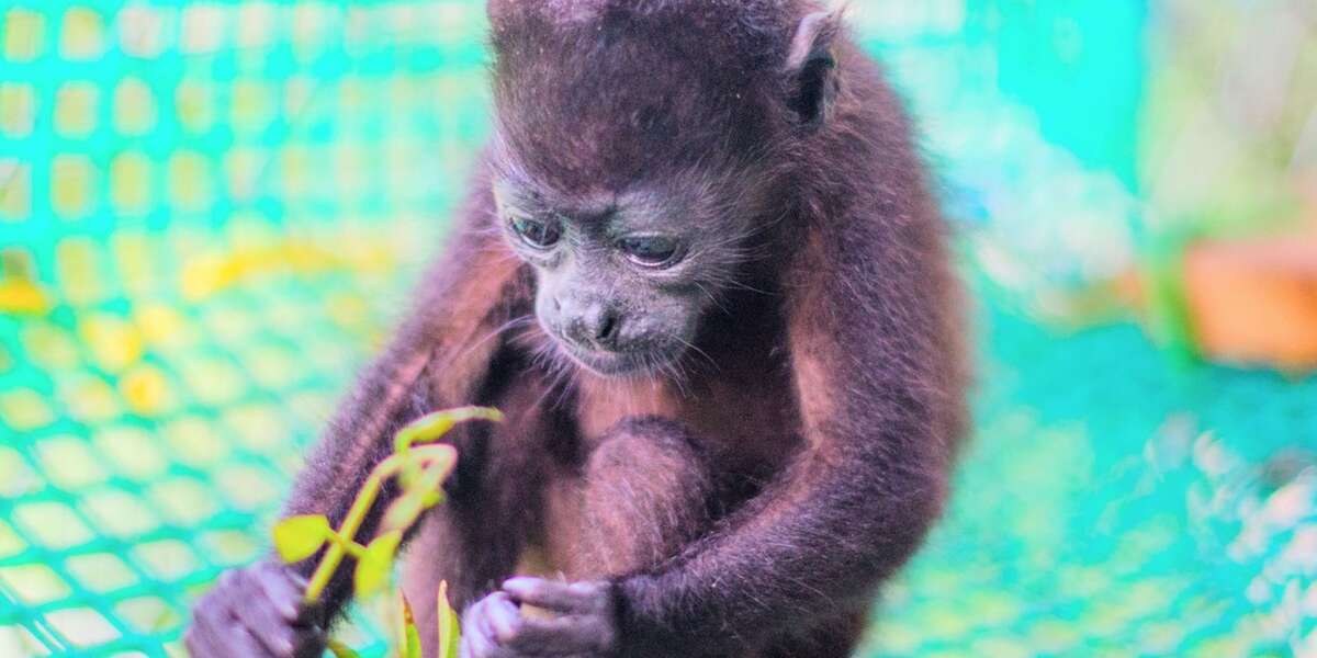 Orphaned Baby Monkey Learns How To Be A Kid - The Dodo