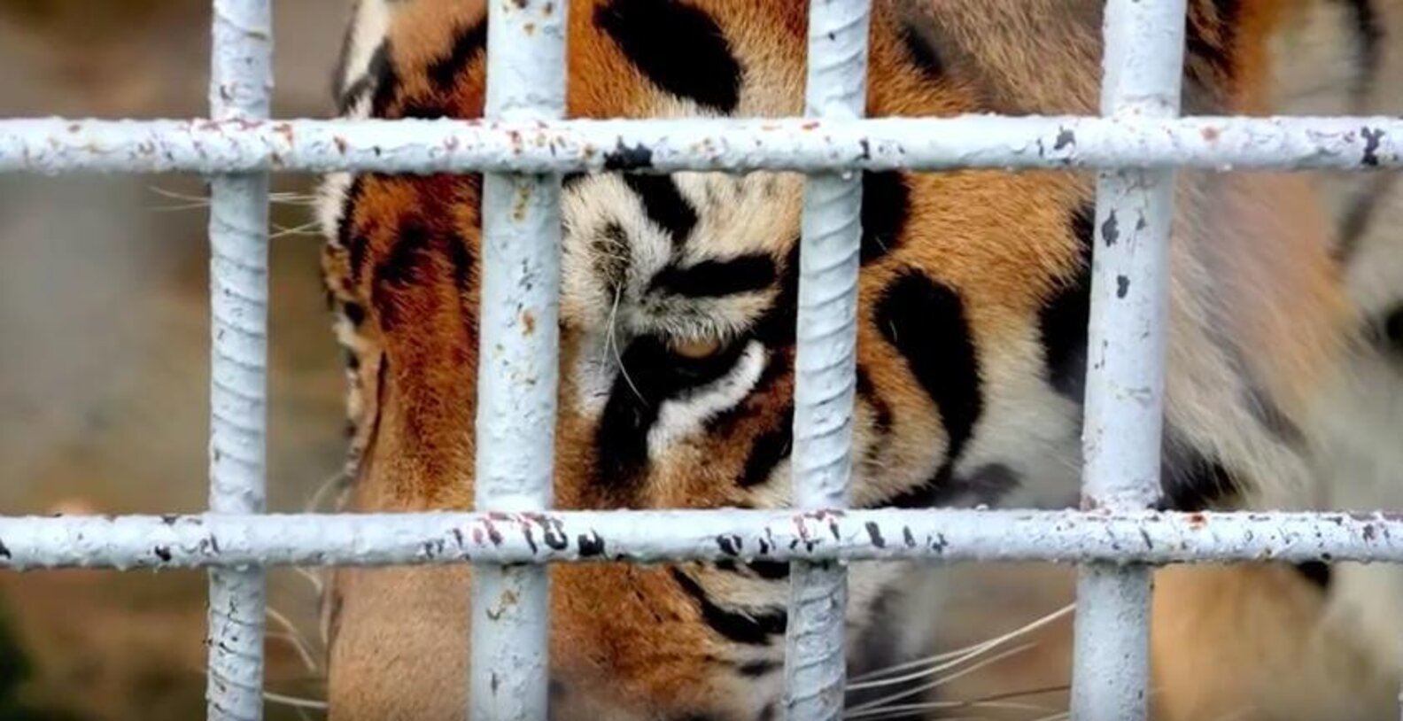Tiger Has Spent 15 Years Trapped In Cage At Truck Stop - The Dodo