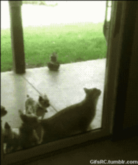 10 Cats Who Are Outsmarting Everybody - The Dodo