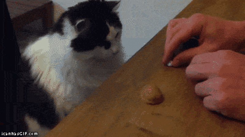 10 Cats Who Are Outsmarting Everybody - The Dodo