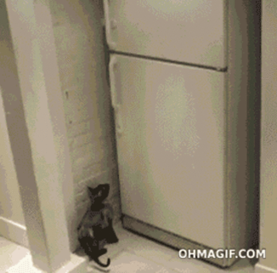 10 Cats Who Are Outsmarting Everybody - The Dodo