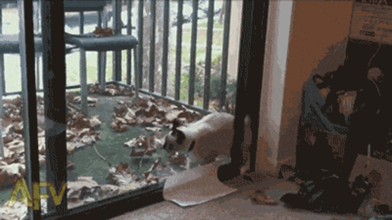 10 Cats Who Are Outsmarting Everybody - The Dodo