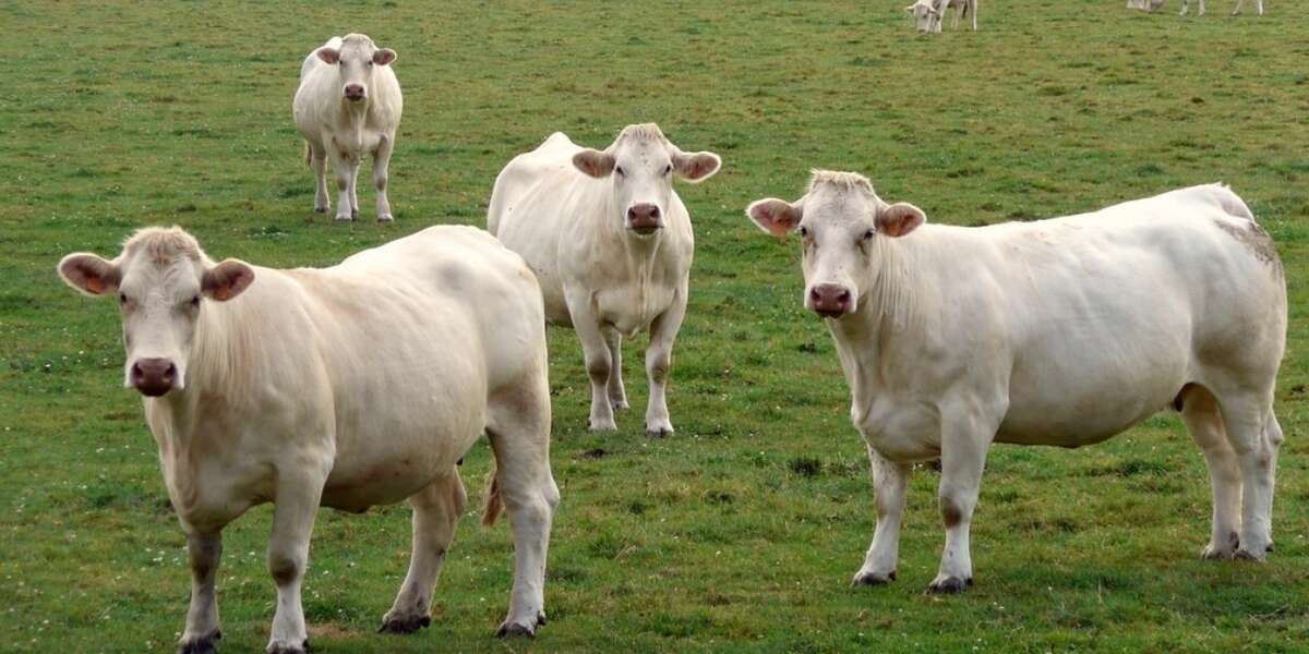 The Economics of Animal Welfare - The Dodo