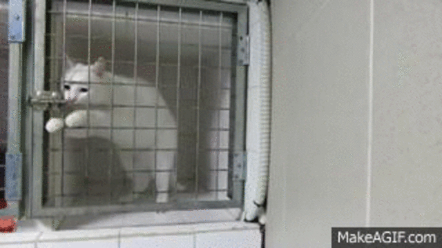 10 Cats Who Are Outsmarting Everybody - The Dodo