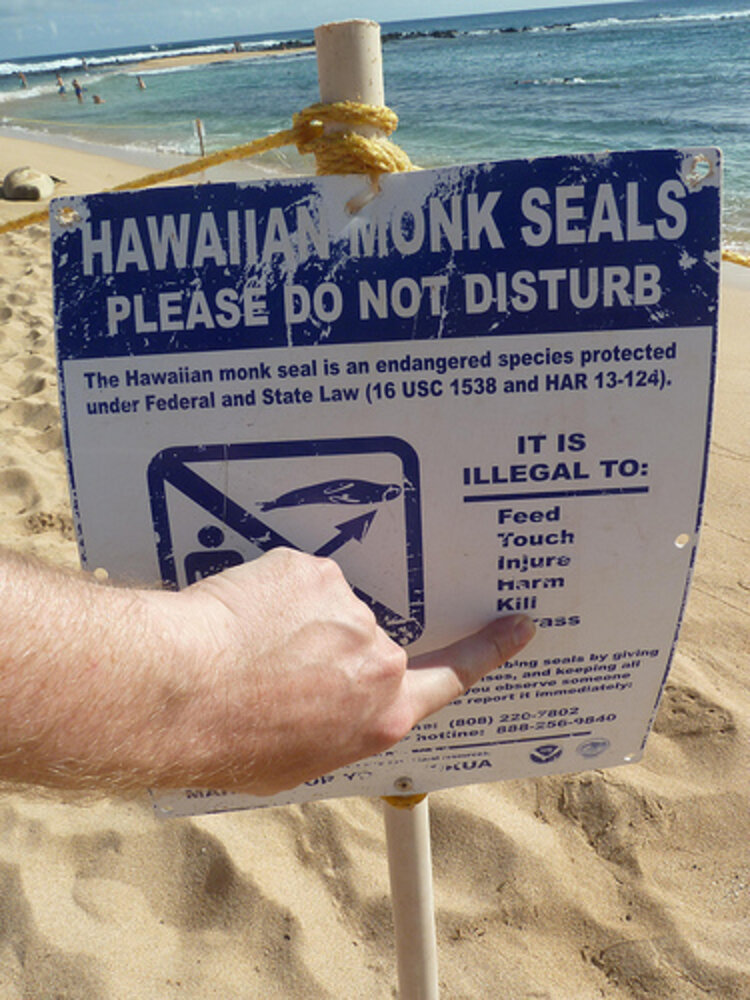 Defying Shootings, Entanglements And Hunger, Rare Seals Still Hanging ...