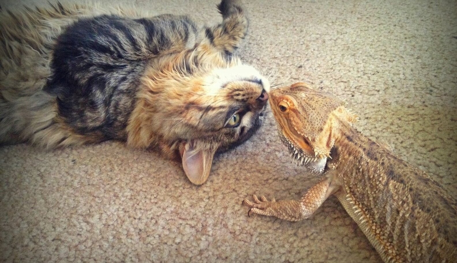 14 Cats Who Are Randomly Friends With Lizards - The Dodo