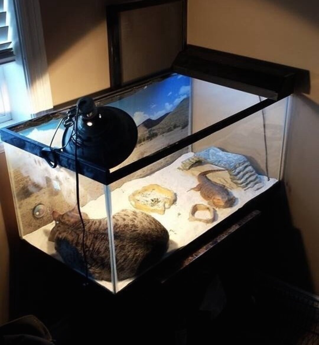 14 Cats Who Are Randomly Friends With Lizards - The Dodo