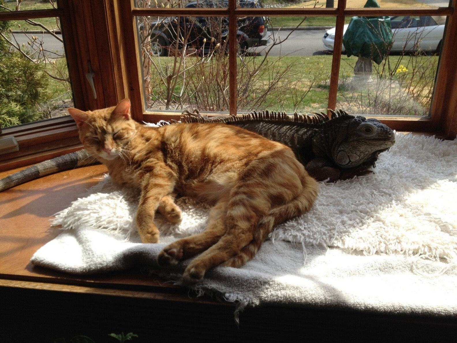 14 Cats Who Are Randomly Friends With Lizards - The Dodo