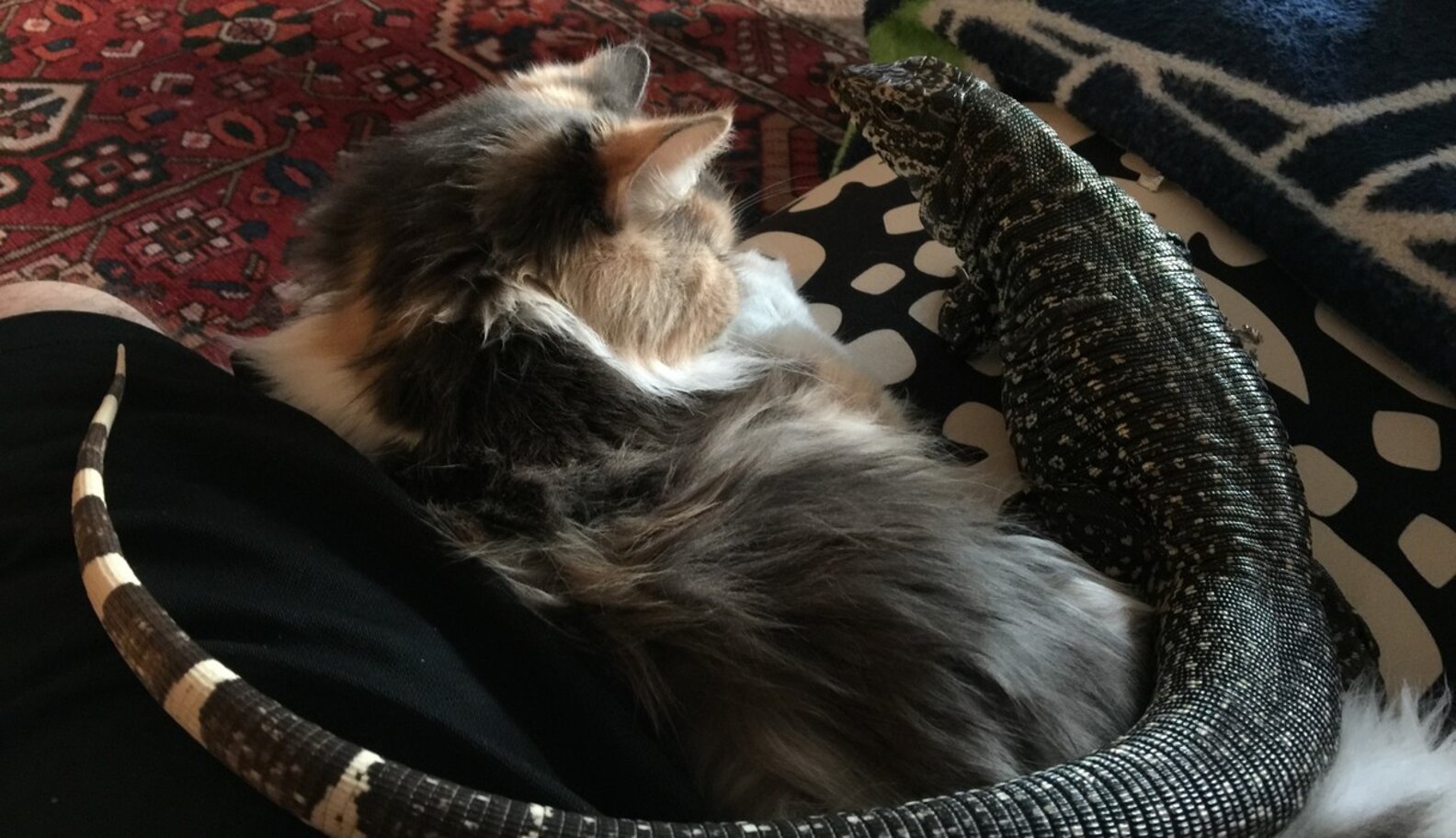 14 Cats Who Are Randomly Friends With Lizards - The Dodo