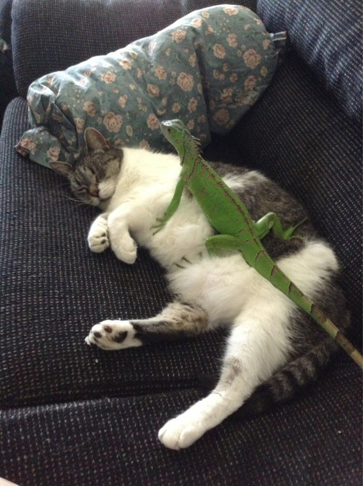 14 Cats Who Are Randomly Friends With Lizards - The Dodo
