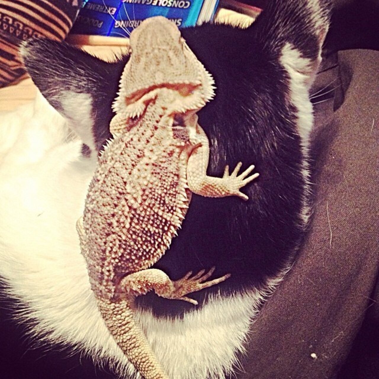 14 Cats Who Are Randomly Friends With Lizards - The Dodo