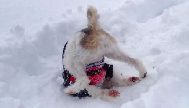 10 Dogs Who Are Just Terrible At Making Snow Angels - The Dodo
