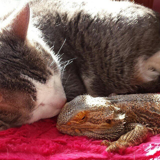 14 Cats Who Are Randomly Friends With Lizards - The Dodo