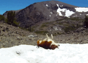 10 Dogs Who Are Just Terrible At Making Snow Angels - The Dodo