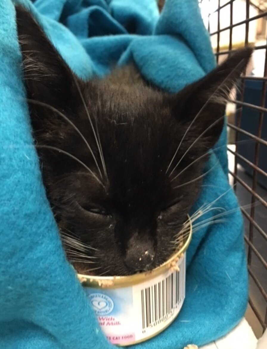 Cop Brothers Both Save Animals Who Were In The Middle Of Traffic - The Dodo