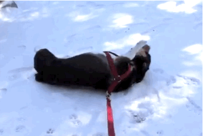 10 Dogs Who Are Just Terrible At Making Snow Angels - The Dodo