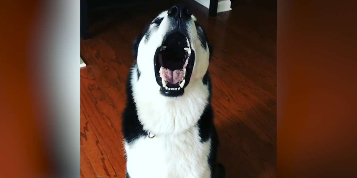 Husky Is An Expert Whiner Video - The Dodo
