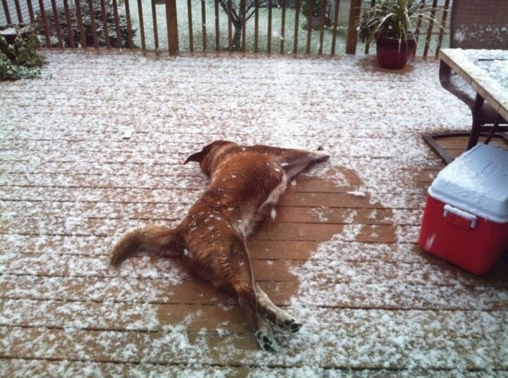10 Dogs Who Are Just Terrible At Making Snow Angels - The Dodo
