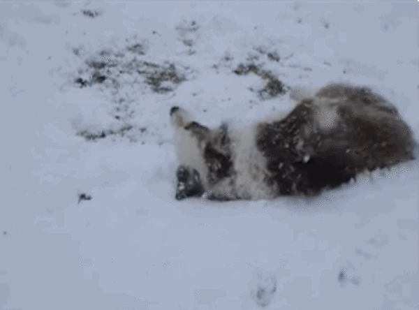 10 Dogs Who Are Just Terrible At Making Snow Angels - The Dodo