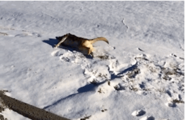 10 Dogs Who Are Just Terrible At Making Snow Angels - The Dodo
