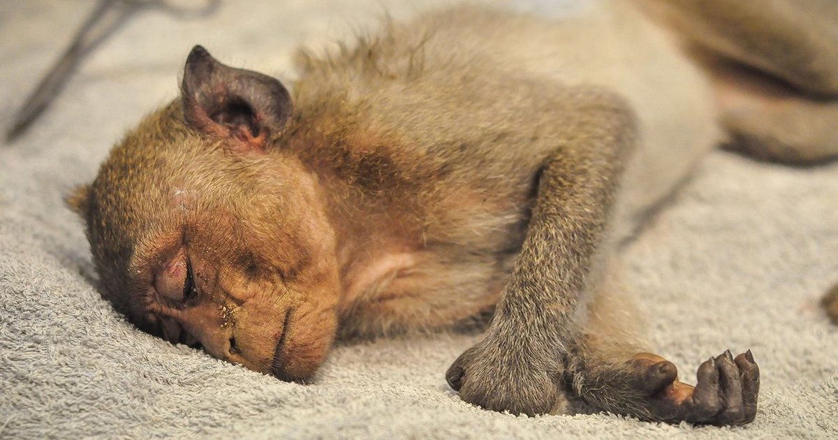 Injured Monkey Has The Happiest Reaction When He Sees The Forest Again ...