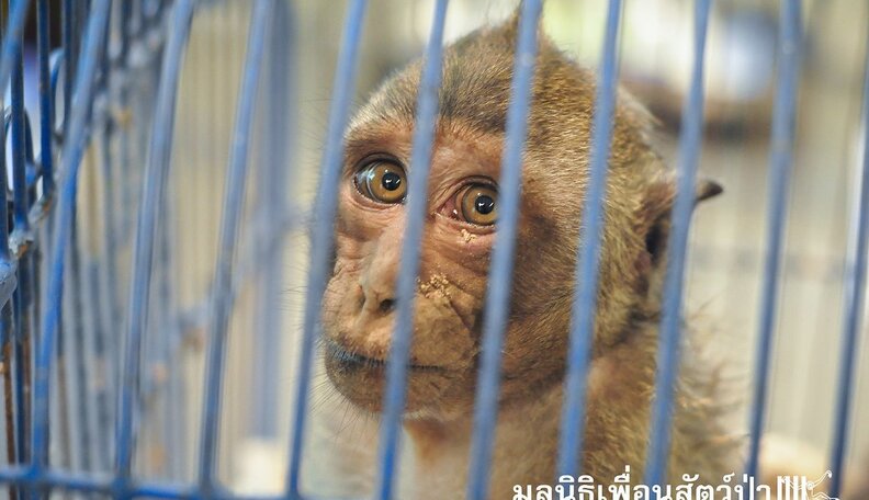 Injured Monkey Has The Happiest Reaction When He Sees The Forest Again ...