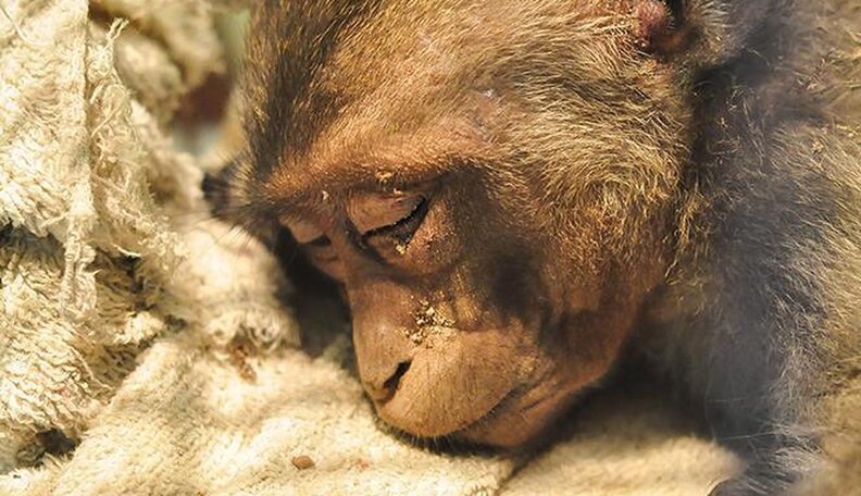 Injured Monkey Has The Happiest Reaction When He Sees The Forest Again ...