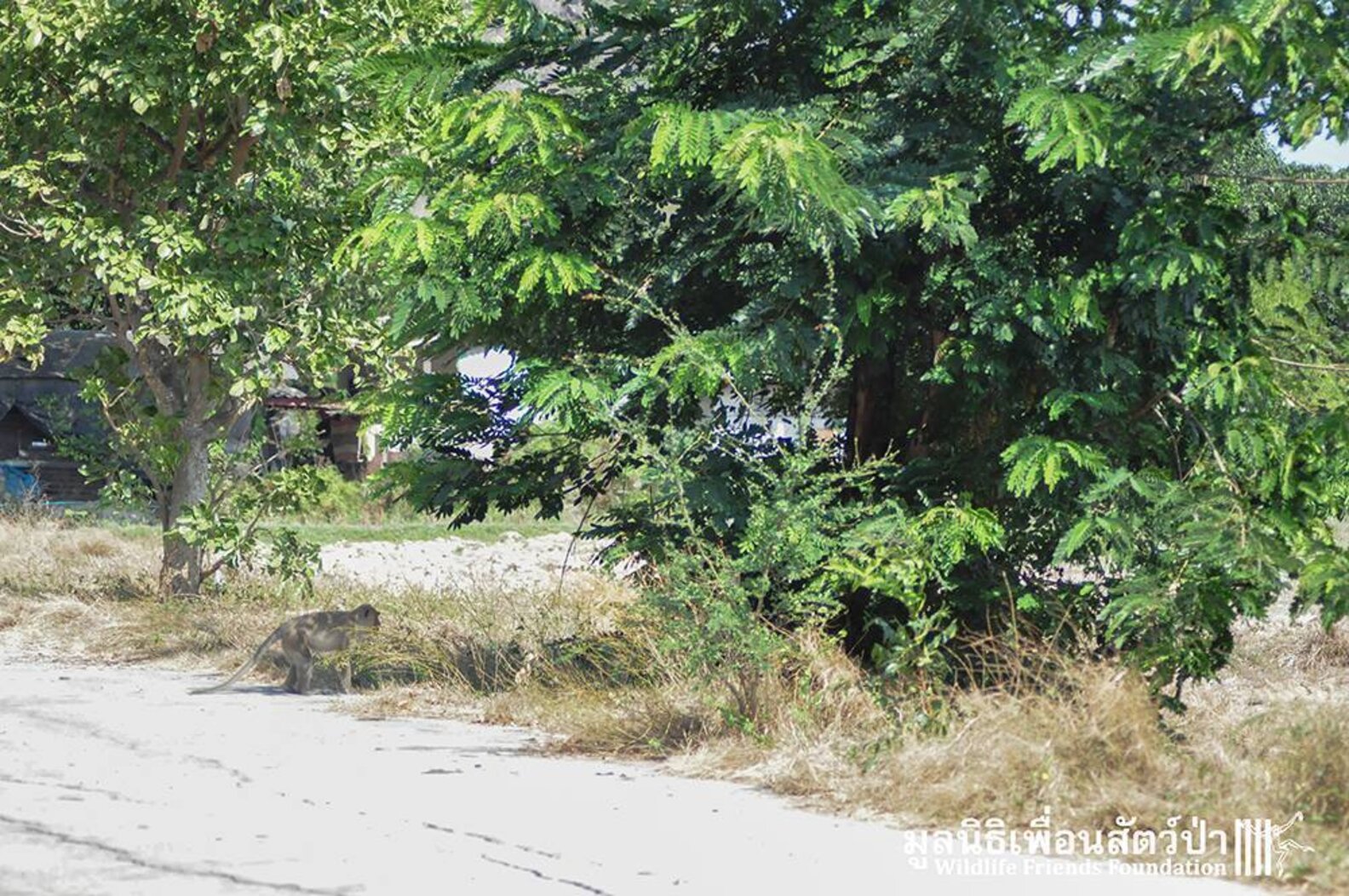 Injured Monkey Has The Happiest Reaction When He Sees The Forest Again ...