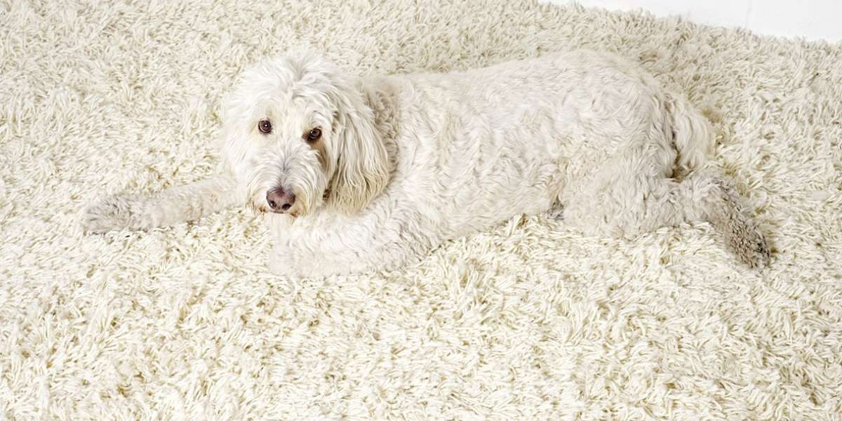 Dogs: Masters Of Disguise, Kind Of - The Dodo