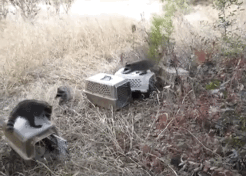 First Taste Of Freedom For 6 Overjoyed Animals Caught On Film - The Dodo