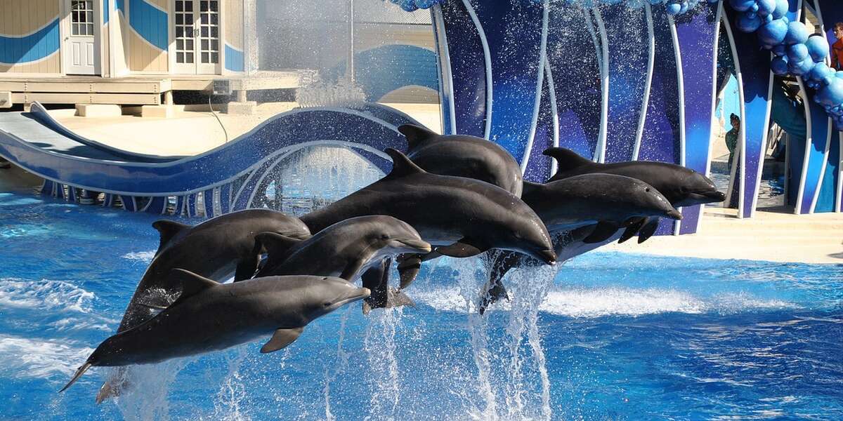 Another Former SeaWorld Employee Speaks Out - The Dodo