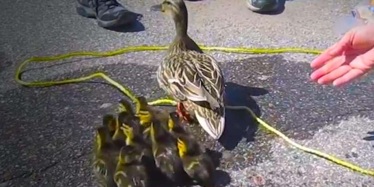 Mama Duck Gets The Help She Needs To Save Her Family - The Dodo