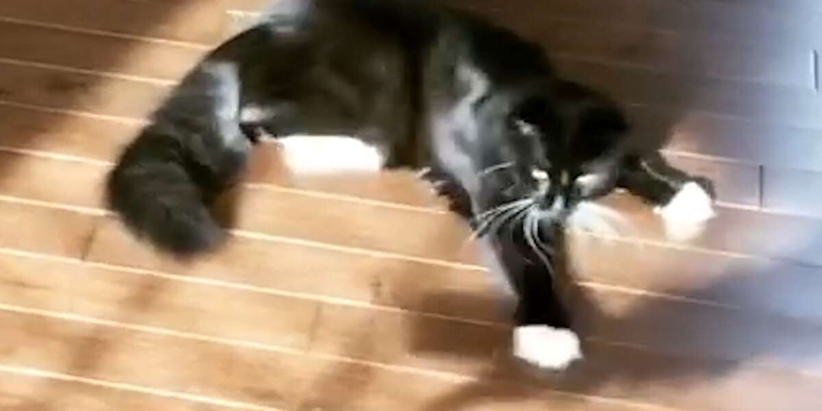 Cat Tries To Catch Shadow Puppets - The Dodo