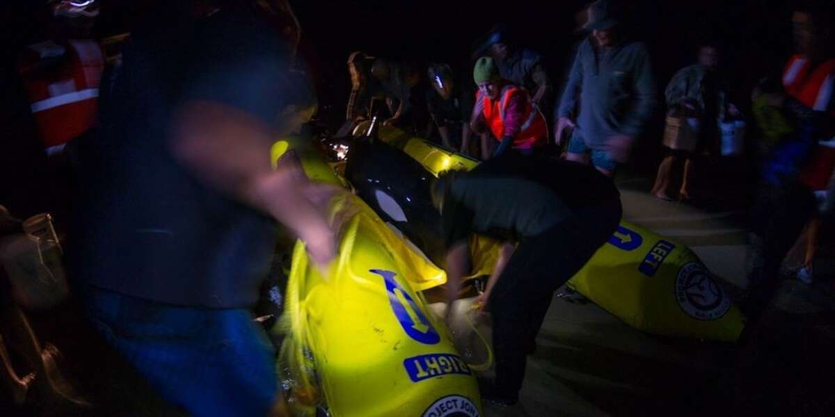 Baby Orca Rescued In Daring Midnight Operation - The Dodo