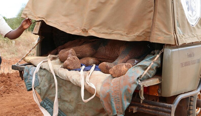 Baby Elephant Killed Before He Even Learned To Use His Trunk - The Dodo