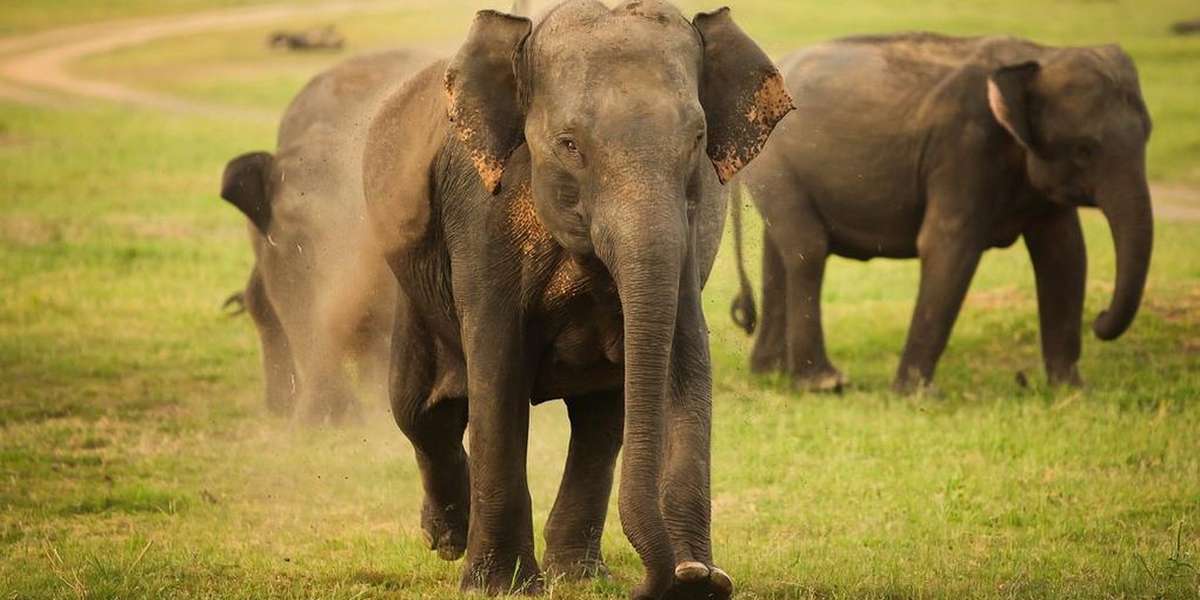 23 Glorious Pictures Of Elephants Running Free - The Dodo