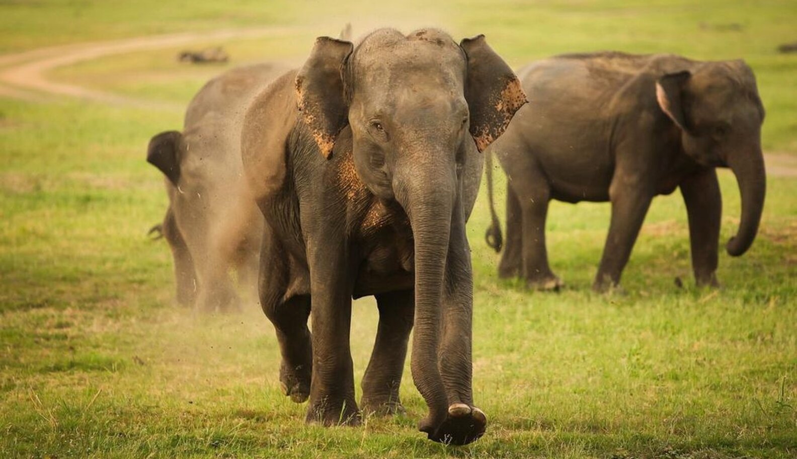 23 Glorious Pictures Of Elephants Running Free - The Dodo