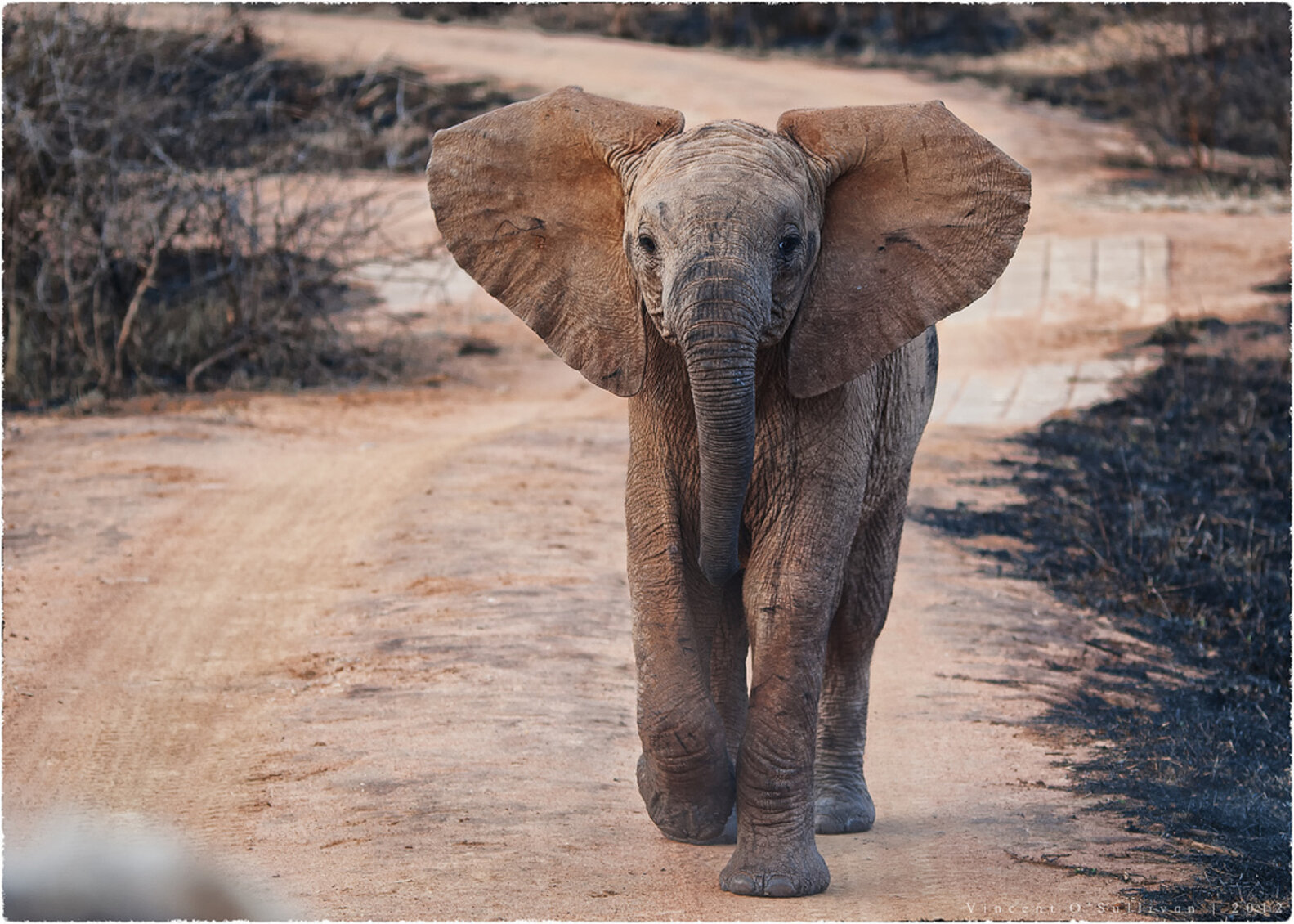 23 Glorious Pictures Of Elephants Running Free - The Dodo
