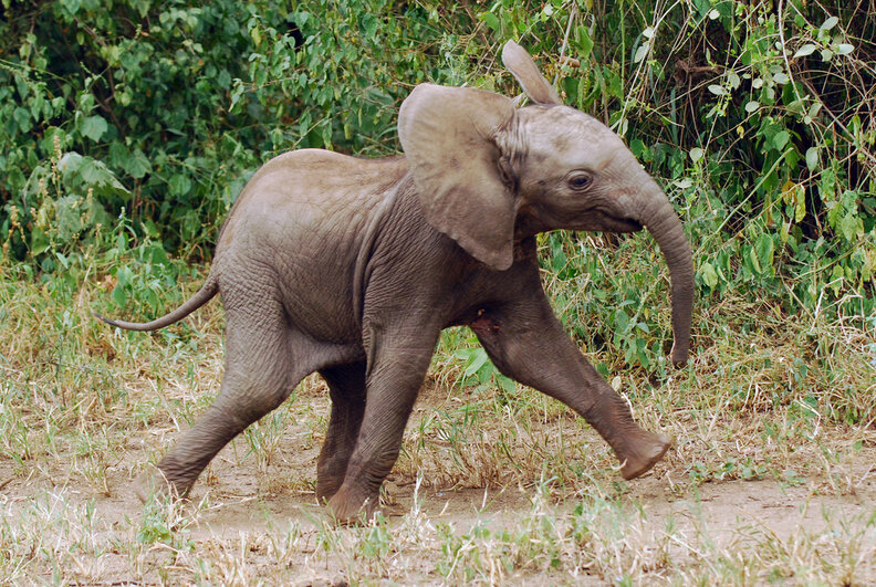 23 Glorious Pictures Of Elephants Running Free - The Dodo