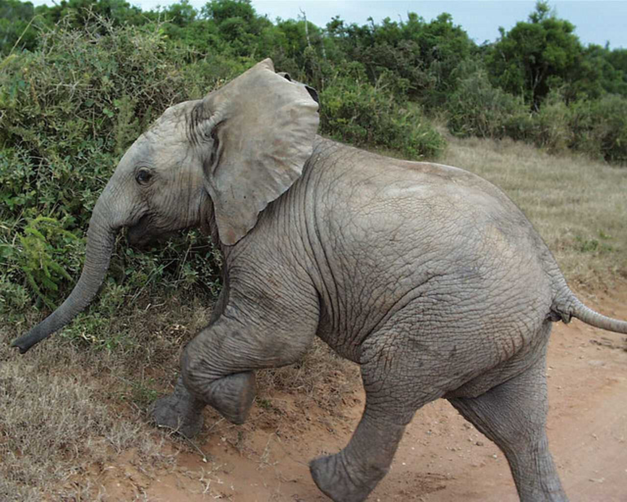 23 Glorious Pictures Of Elephants Running Free - The Dodo