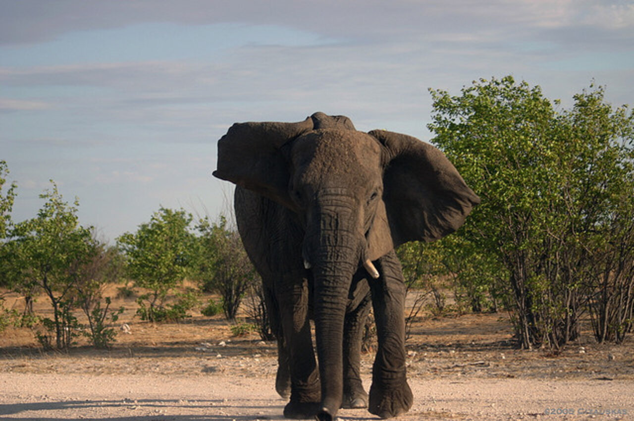 23 Glorious Pictures Of Elephants Running Free - The Dodo