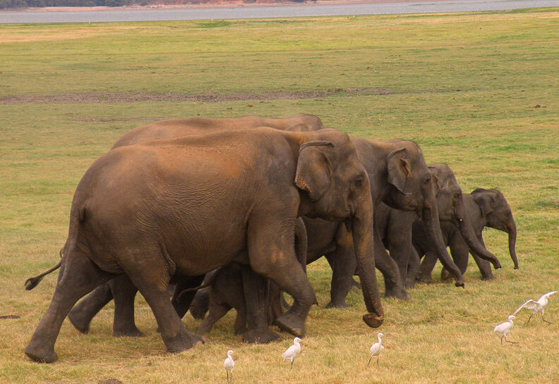 23 Glorious Pictures Of Elephants Running Free - The Dodo