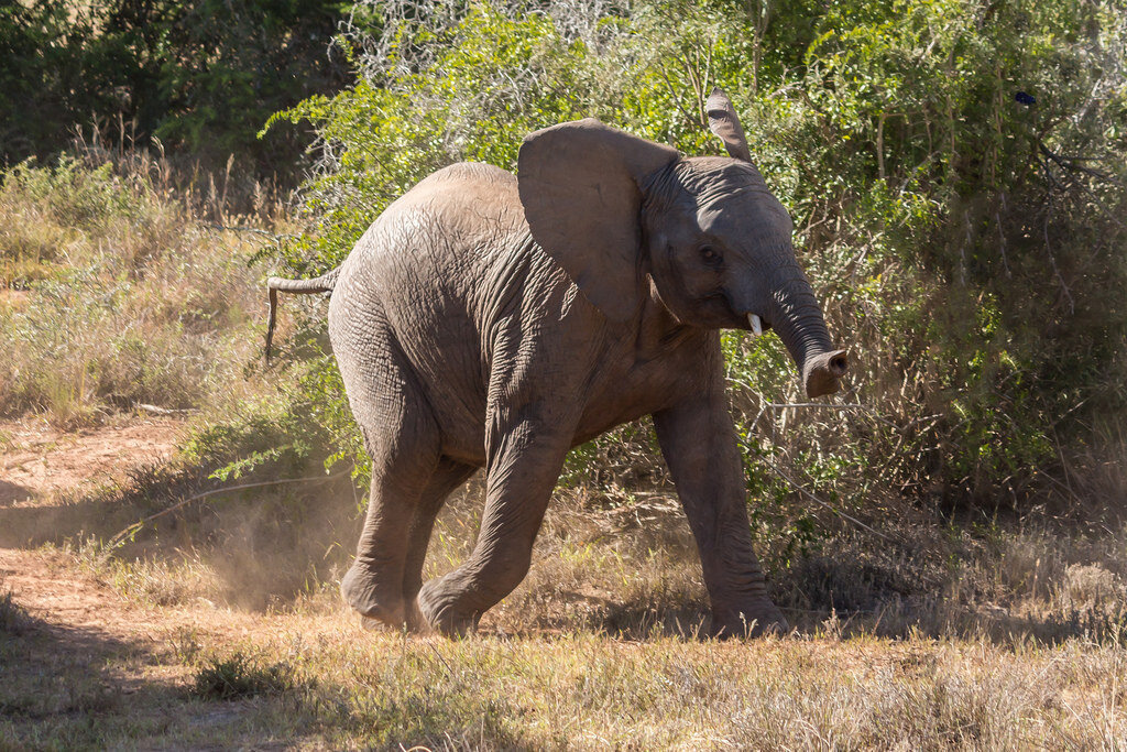 23 Glorious Pictures Of Elephants Running Free - The Dodo
