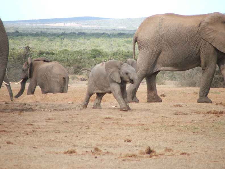 23 Glorious Pictures Of Elephants Running Free - The Dodo