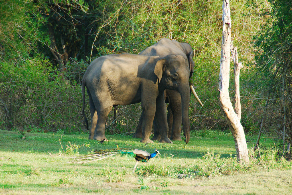 23 Glorious Pictures Of Elephants Running Free - The Dodo